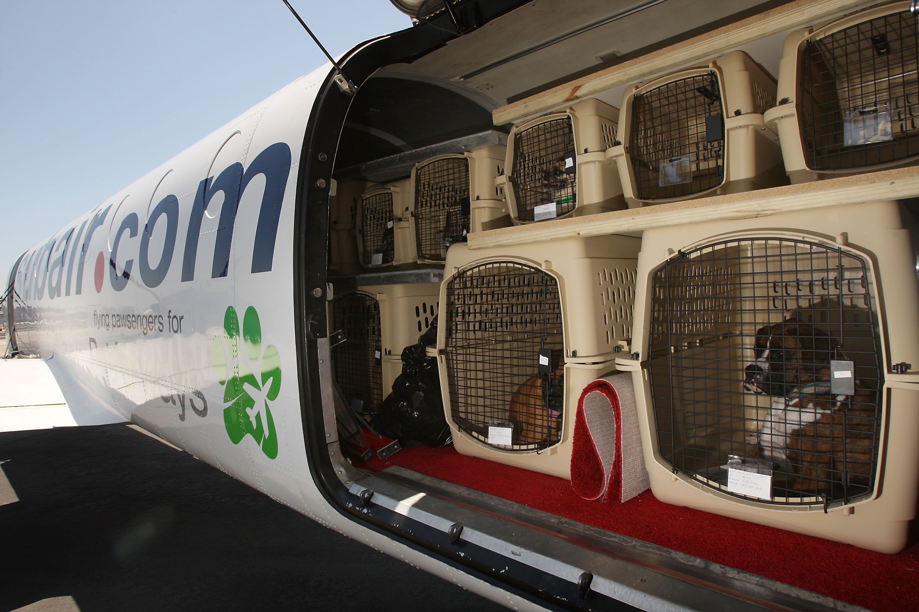 Todo Lo Que Tienes Que Saber Antes De Volar Con Tu Mascota Por Avi n todo-lo-que-tienes-que-saber-antes-de-volar-con-tu-mascota-por-avi-n